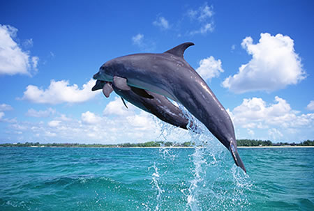 Adopt a Dolphin online at udopt.co.uk