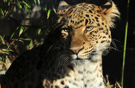 Adopt a Leopard online at udopt.co.uk