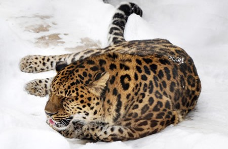 Adopt a Leopard online at udopt.co.uk