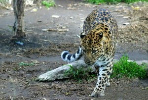 Adopt a Leopard online at udopt.co.uk