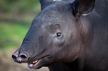 Adopt a Malayan Tapir