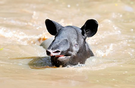 Adopt a Malayan Tapir