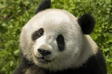 Adopt a Panda online at udopt.co.uk