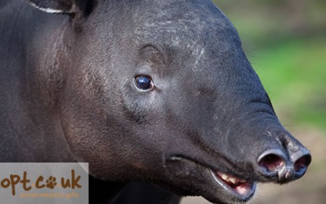Adopt a Malayan Tapir