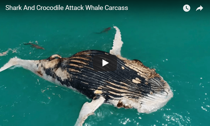Watch This Fascinating Video Of Sharks and A Crocodile Feeding On The ...